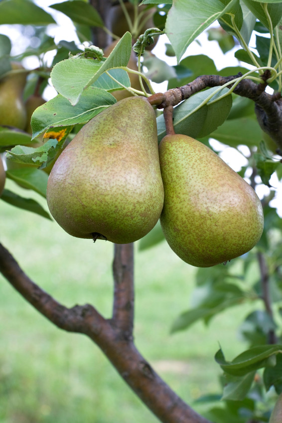 Buy Pear Beurre Hardy - J Parker Dutch Bulbs