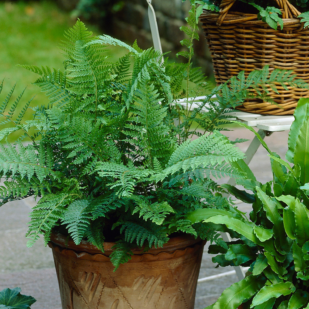 Athyrium filix-femina (Lady Fern) | J Parker Dutch Bulbs