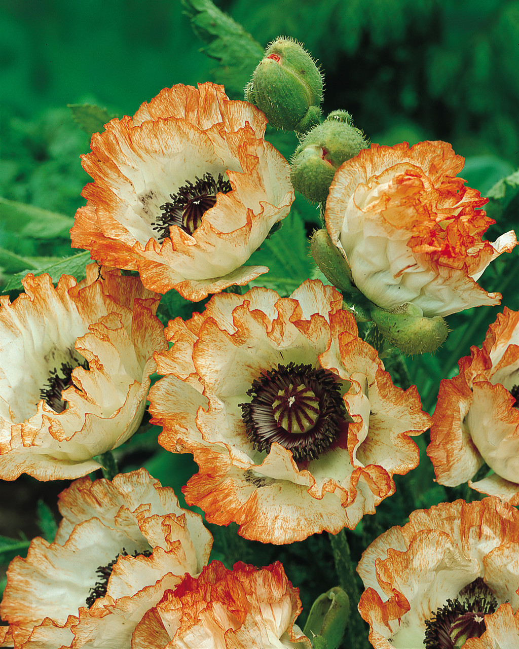 Papaver orientale Picotee | J Parker Dutch Bulbs