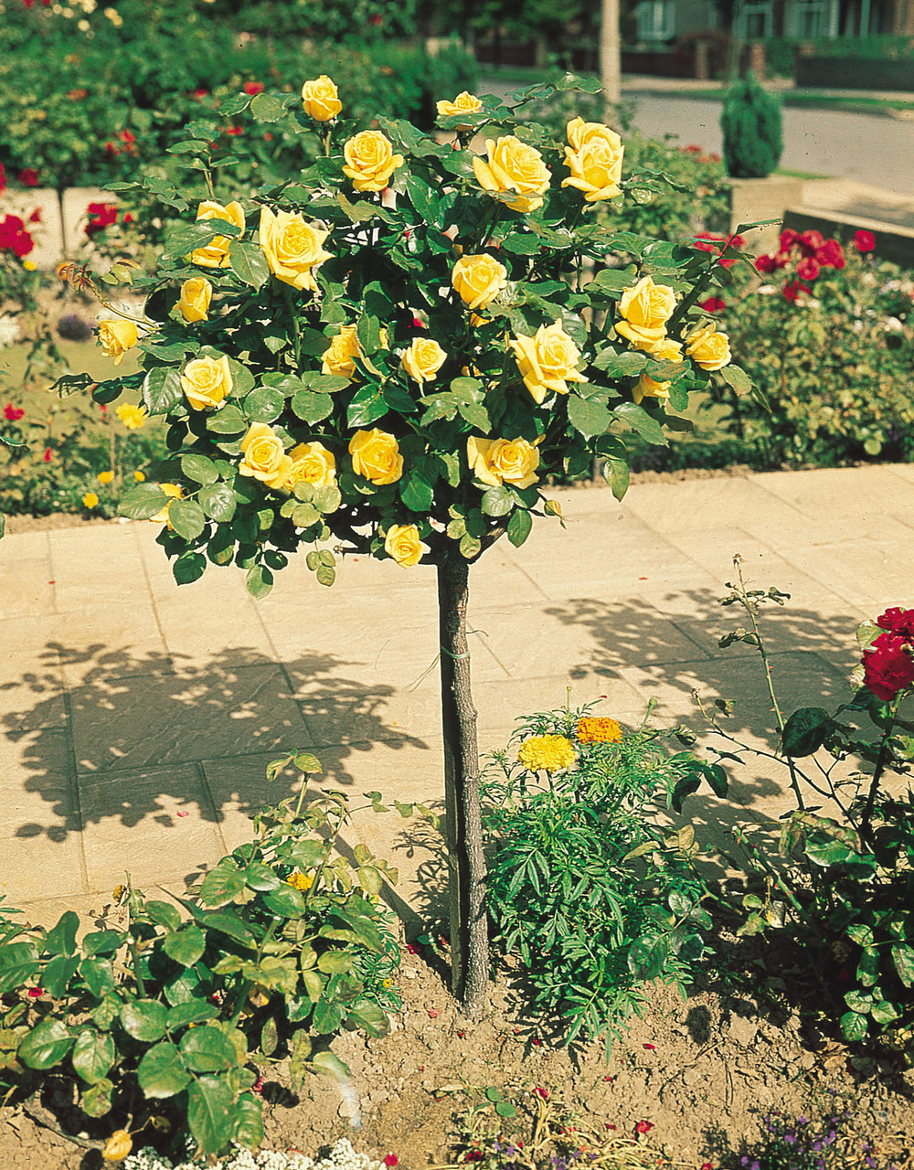 Rose Standard Sunblest - JParkers