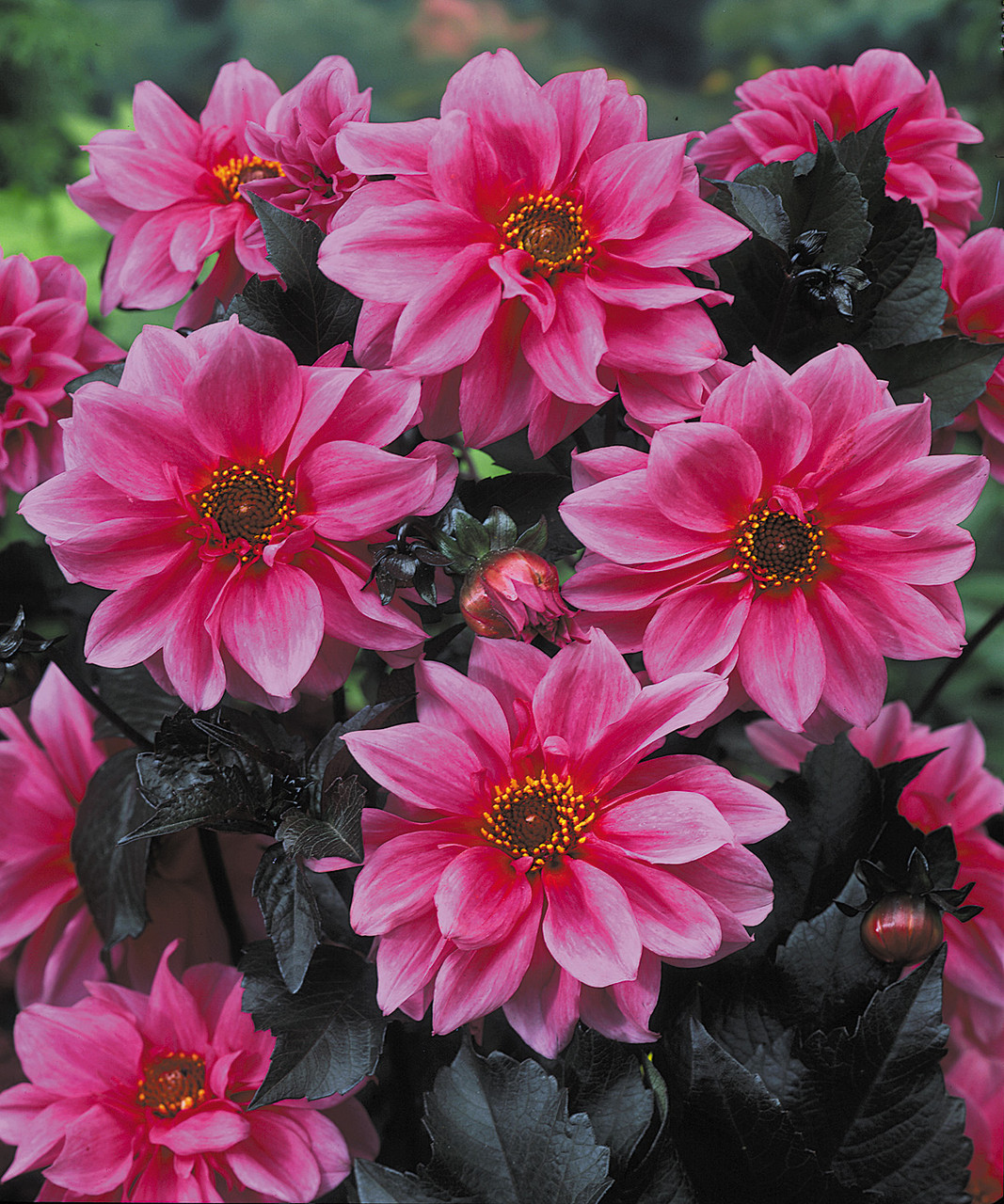 Dahlia Mignon Fascination | J Parker Dutch Bulbs