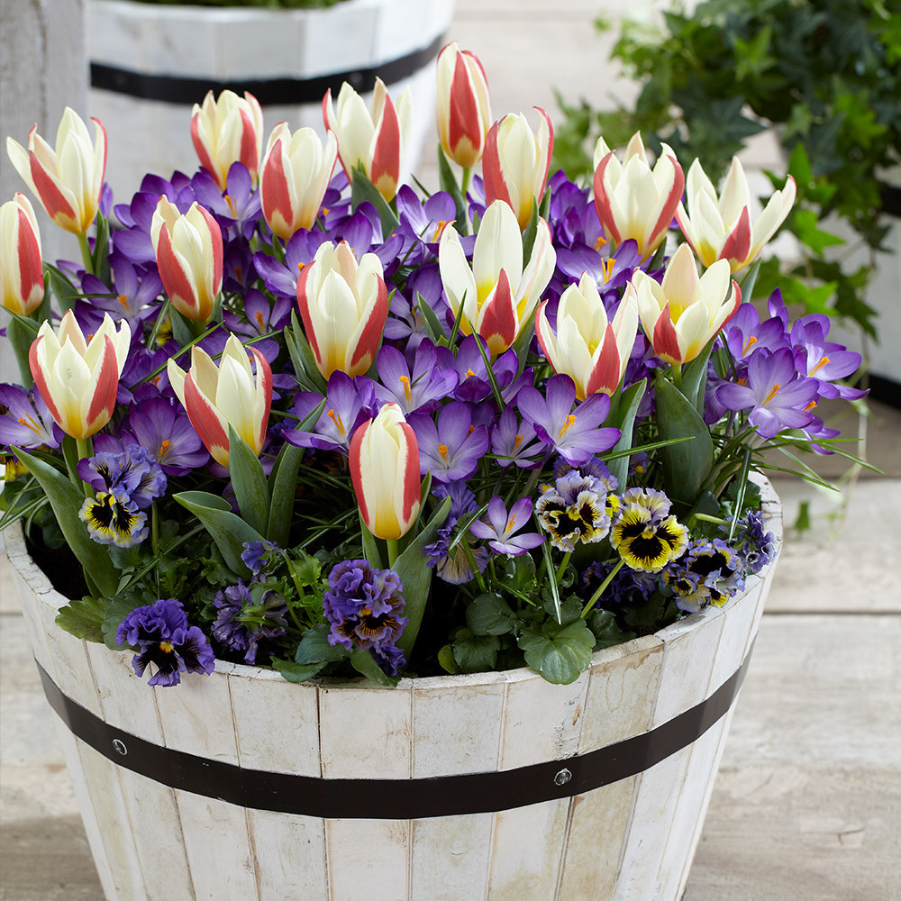 Buy Tulip The First at J Parkers