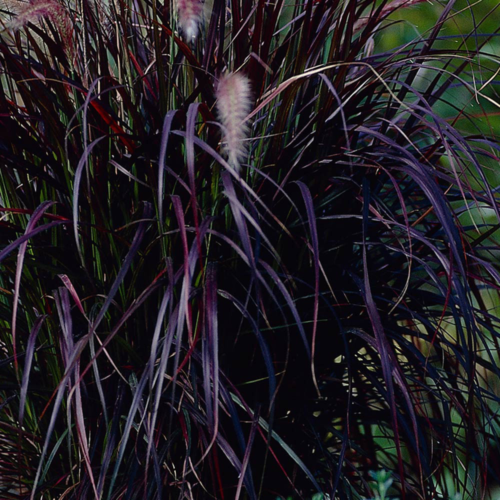 Pennisetum Rubrum Pennisetum Advena 'Rubrum' (Purple Fountain Grass)