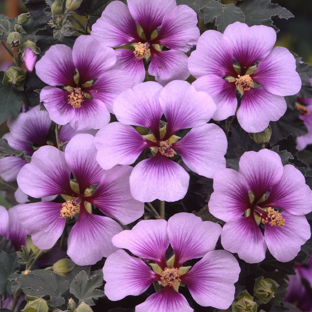Buy Lavatera Maritima at jparkers.co.uk