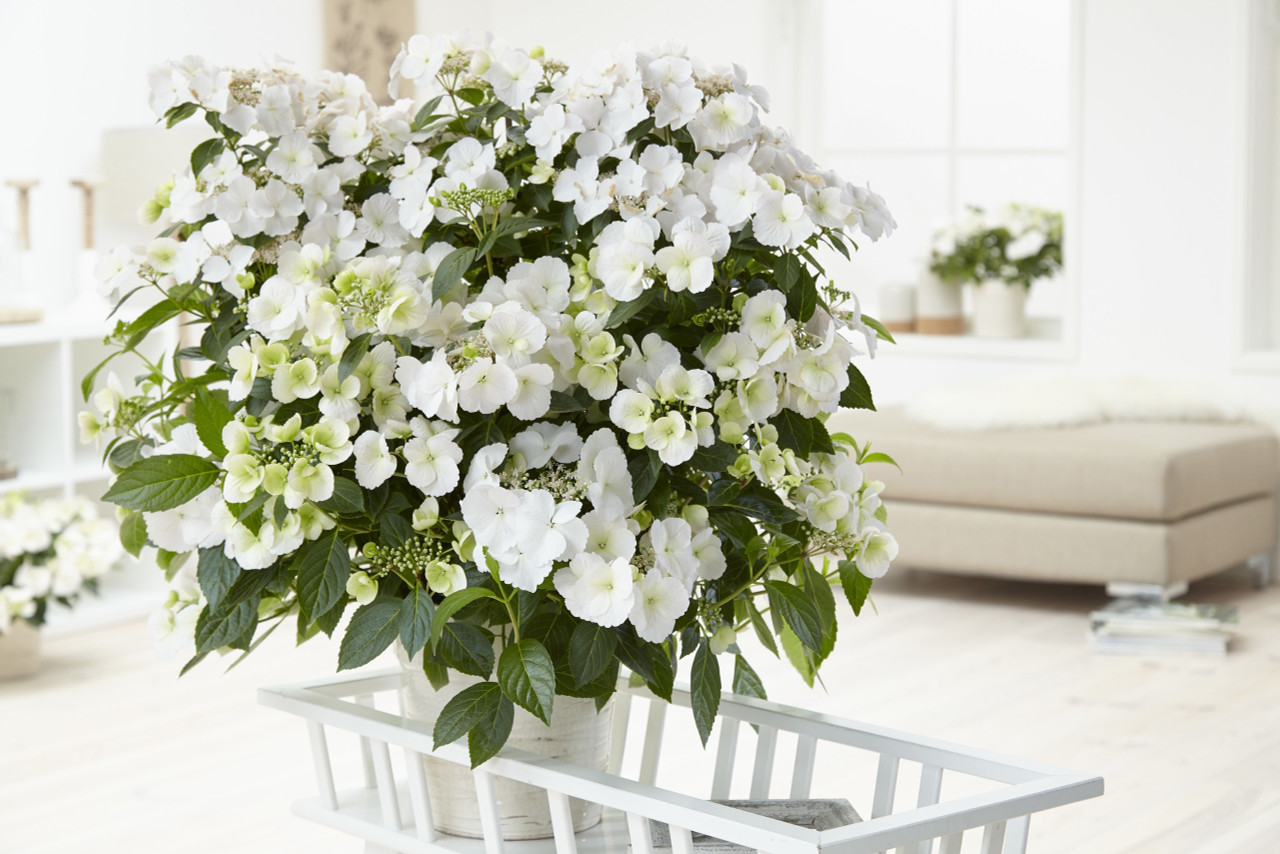 Hydrangea Runaway Bride | J Parker Dutch Bulbs