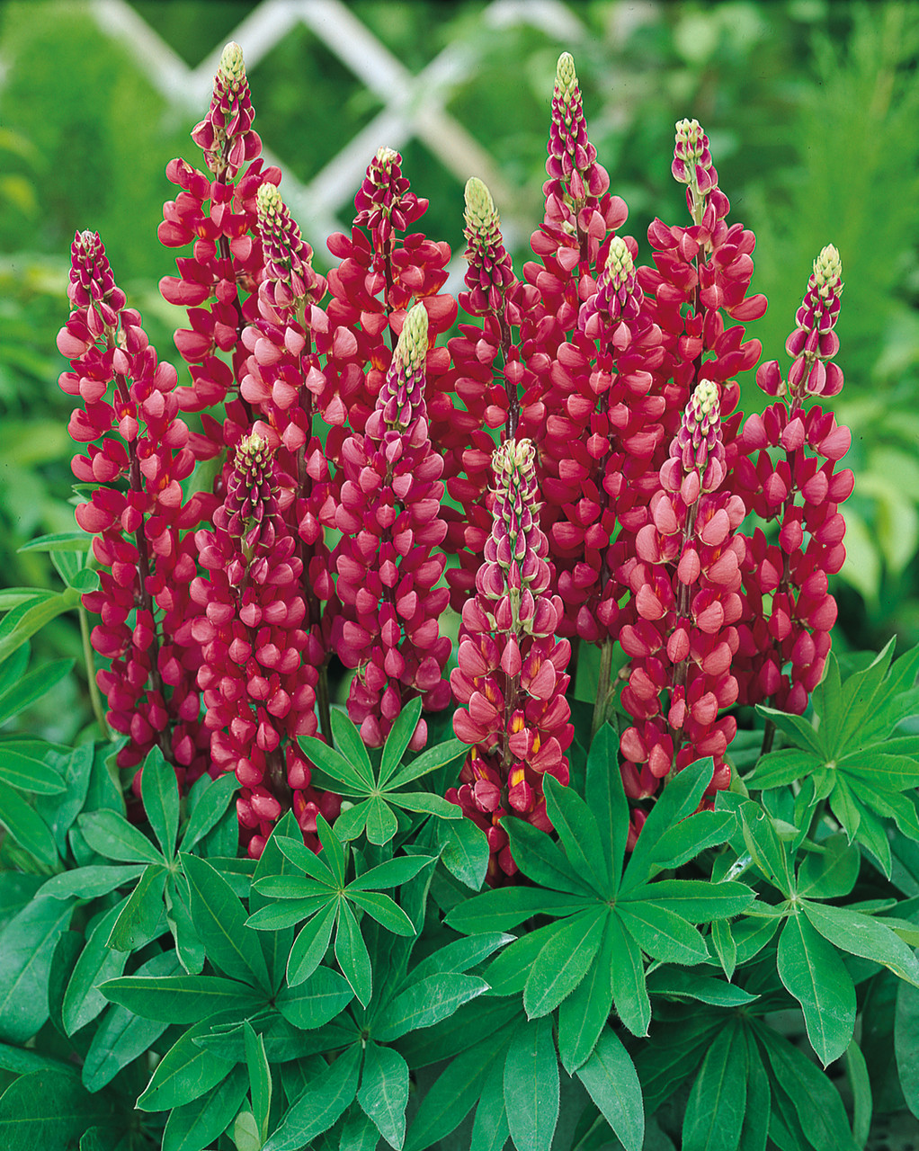 Lupin Gallery Red - JParkers