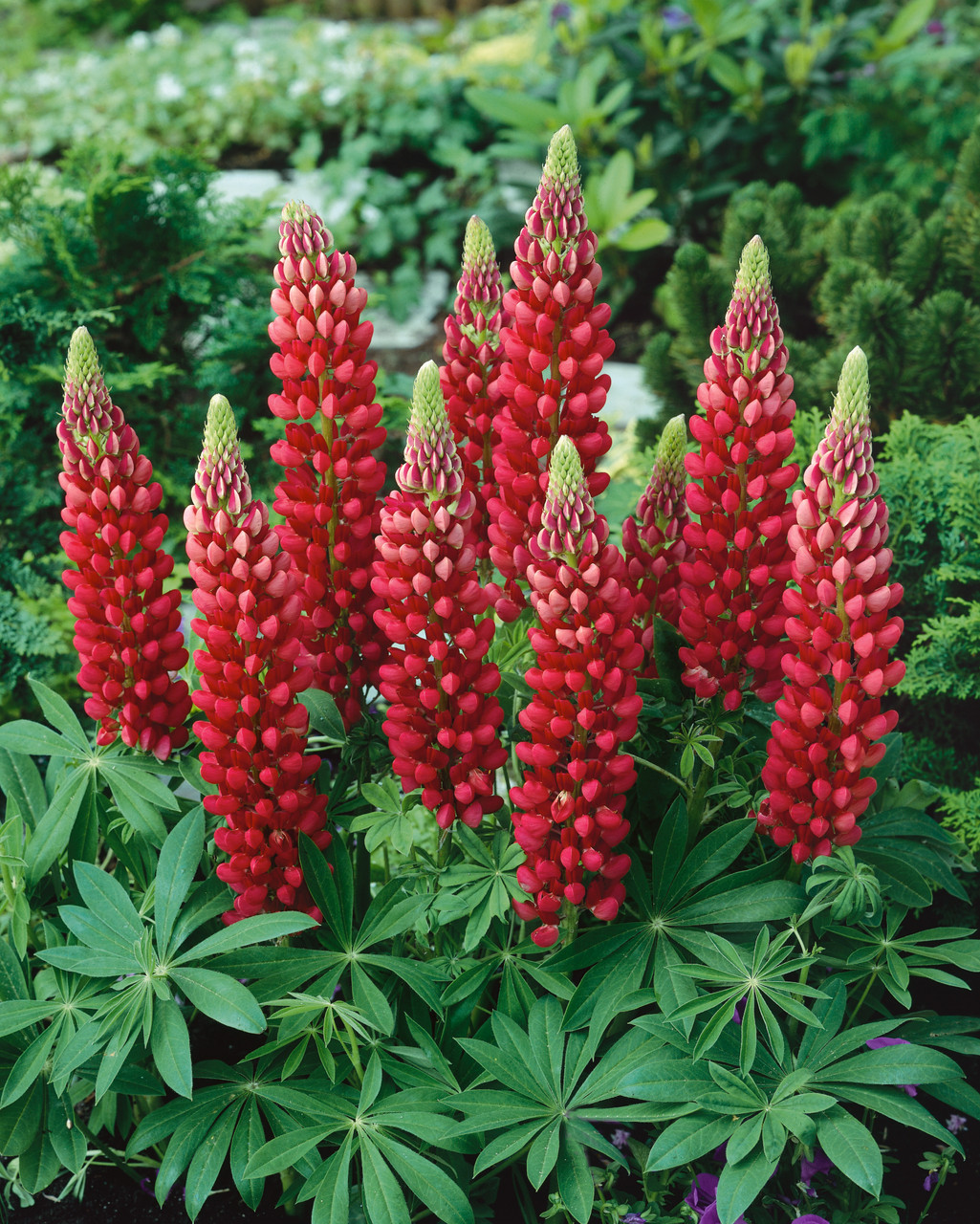 Lupin Gallery Red - JParkers