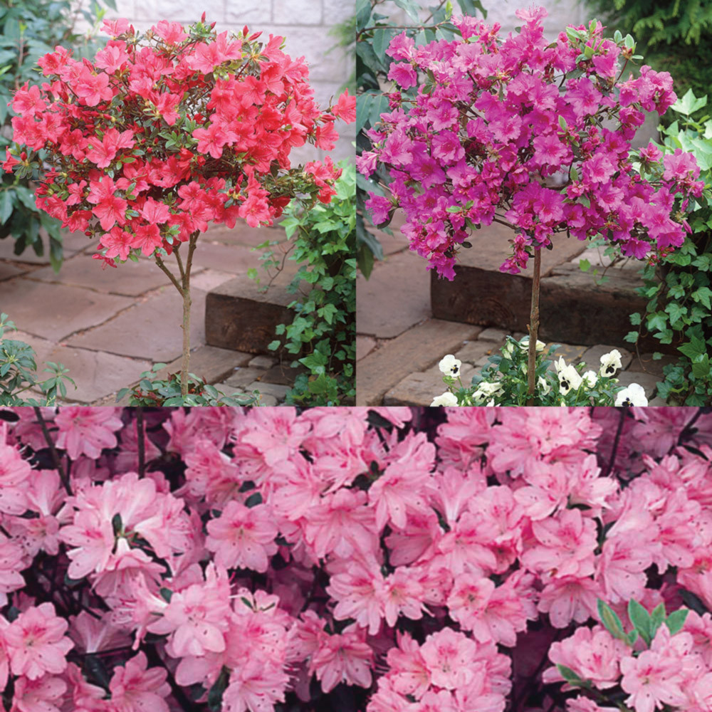 3 Azalea Half Standard Collection - JParkers