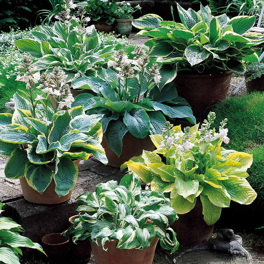 Hosta Collection - JParkers
