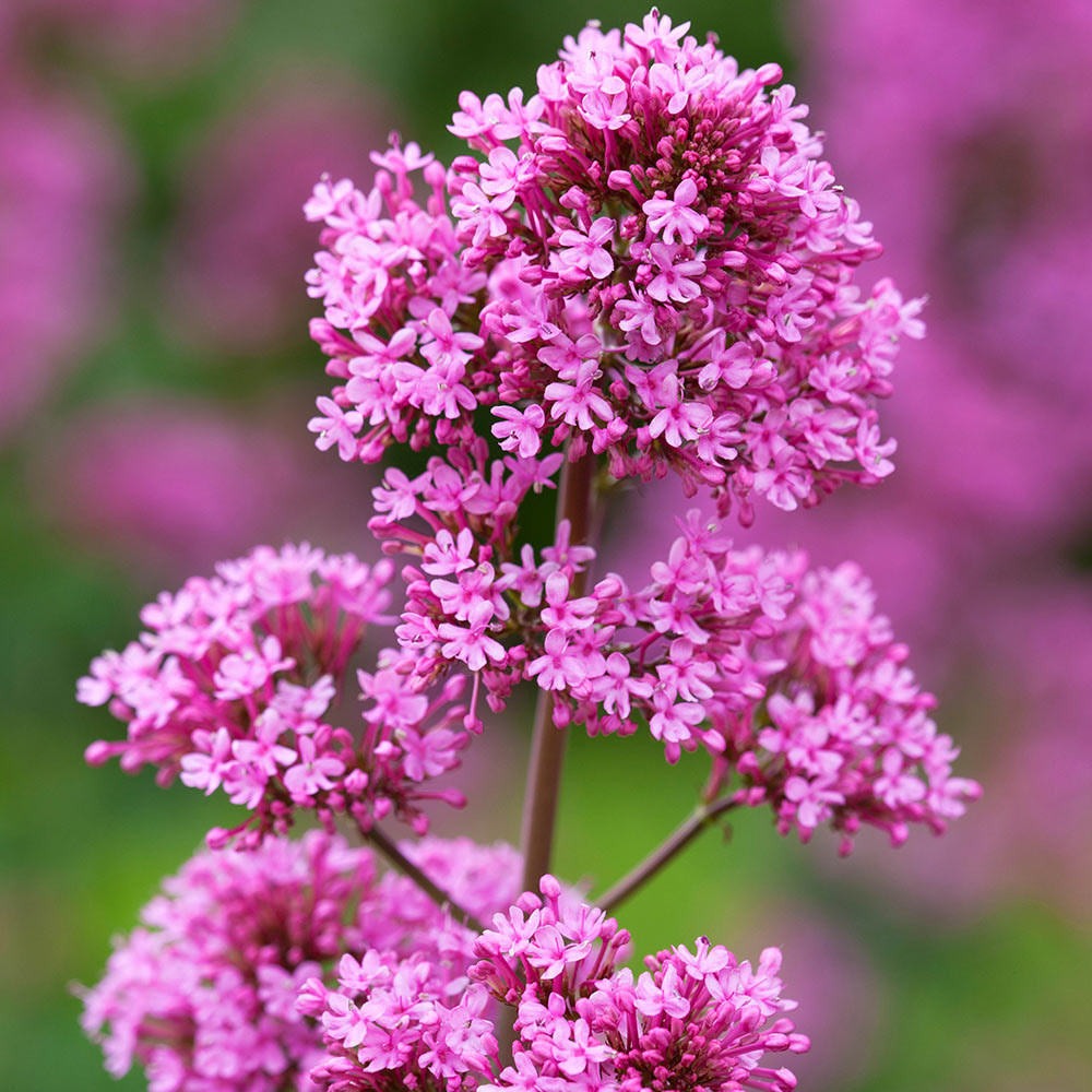 Centranthus Collection - JParkers