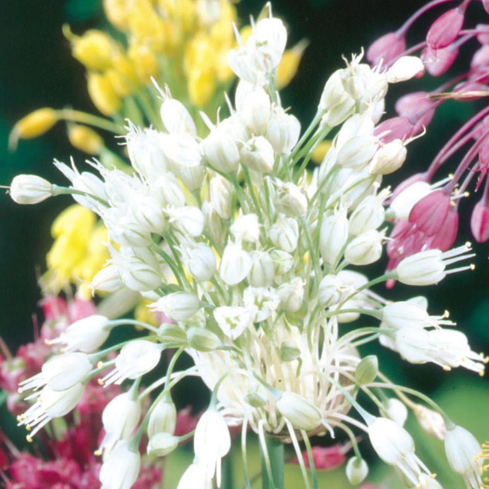 Firework Allium Collection - JParkers