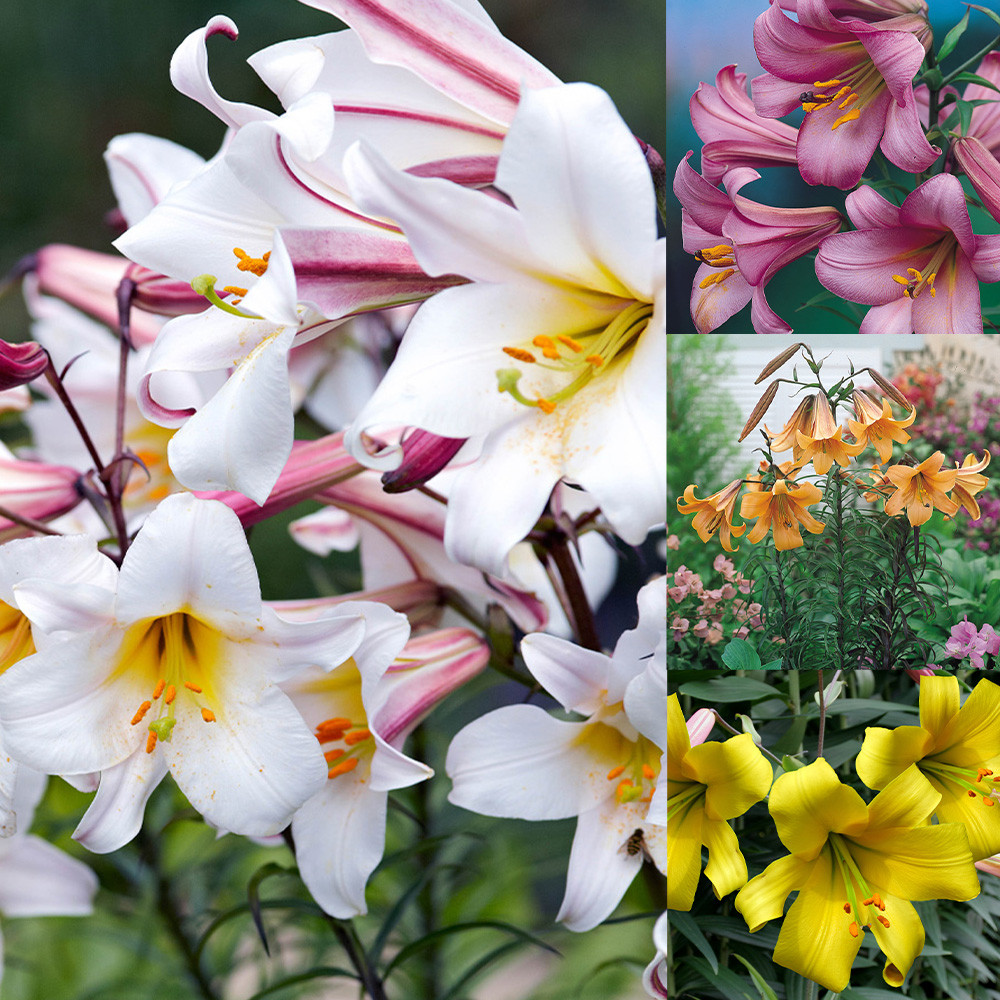 Trumpet Lily Collection - JParkers