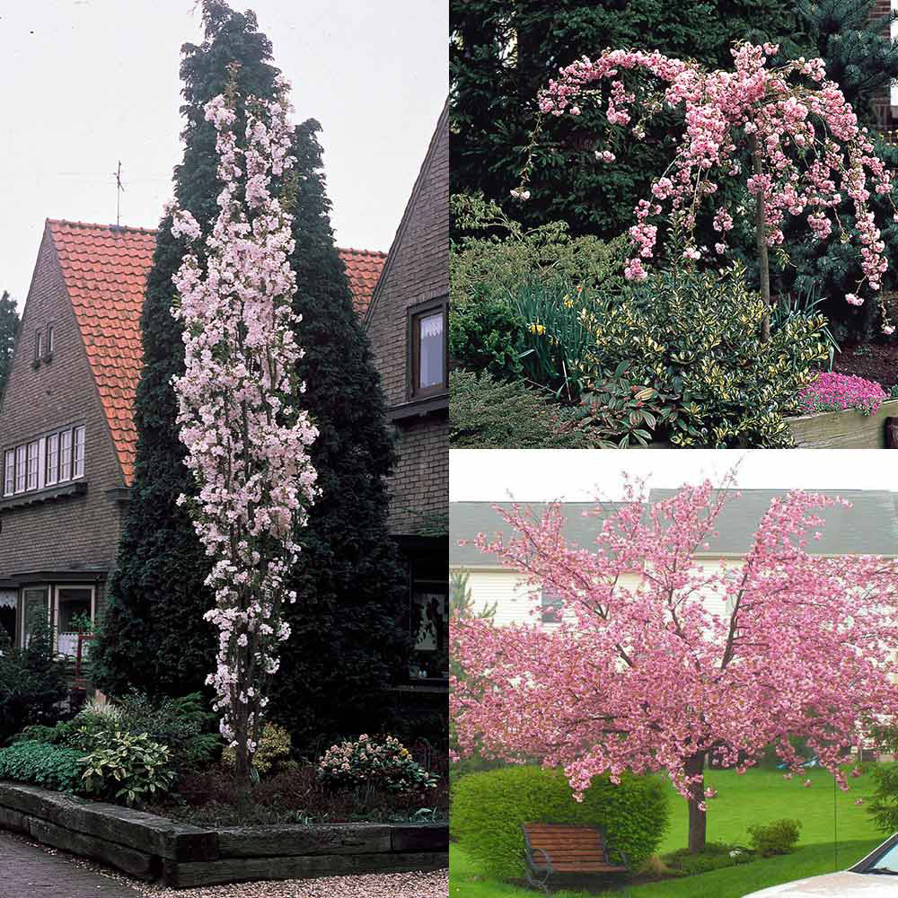 Prunus Collection - JParkers