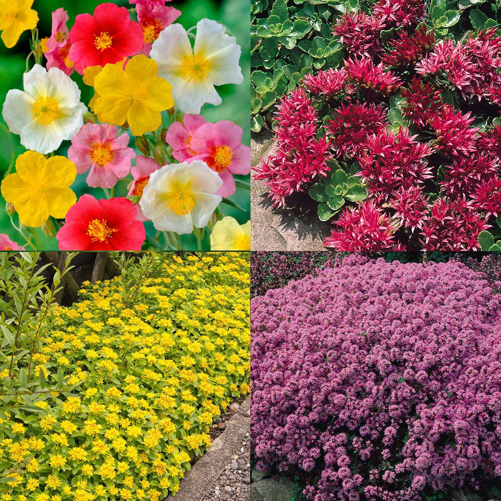 Hardy Flowering Ground Cover The 20 Most Beautiful Ground Cover Plants