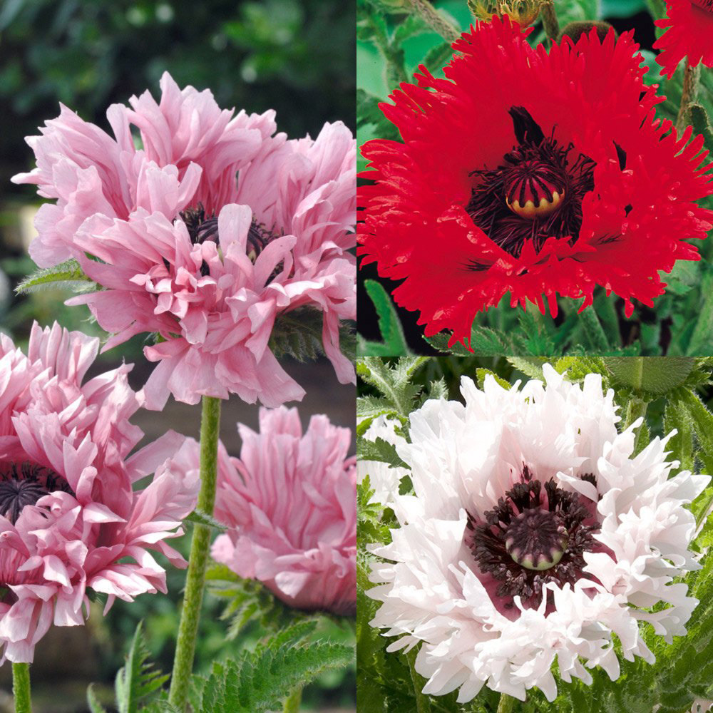 Papaver orientals Frilled Collection - JParkers