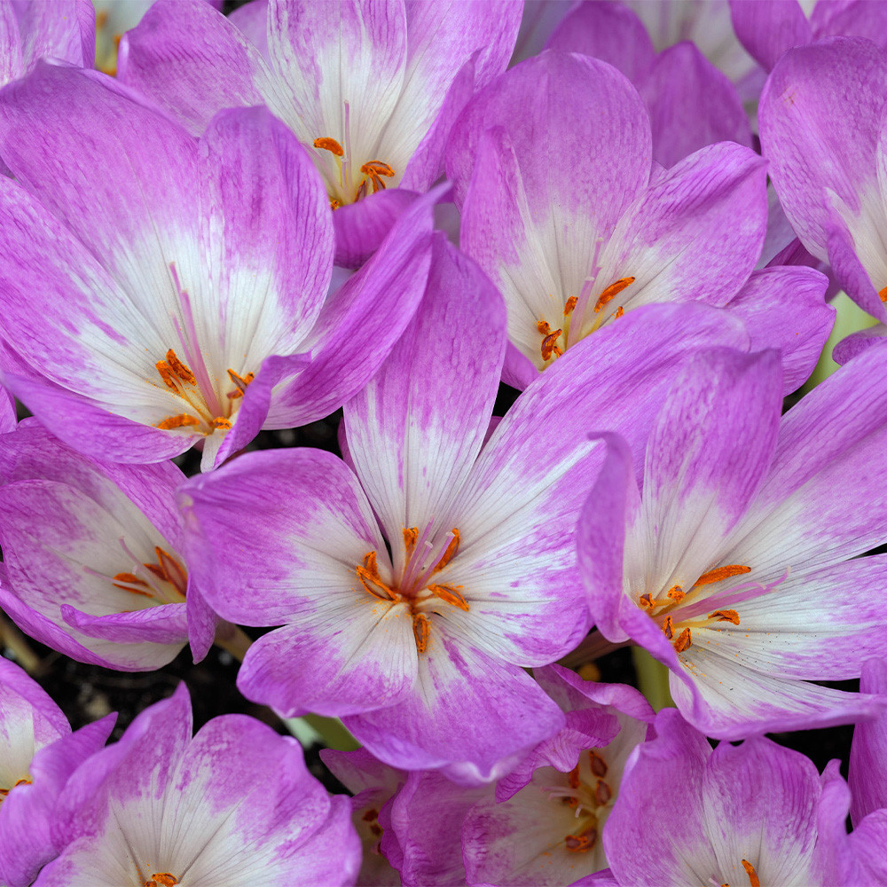 Colchicum Collection - JParkers