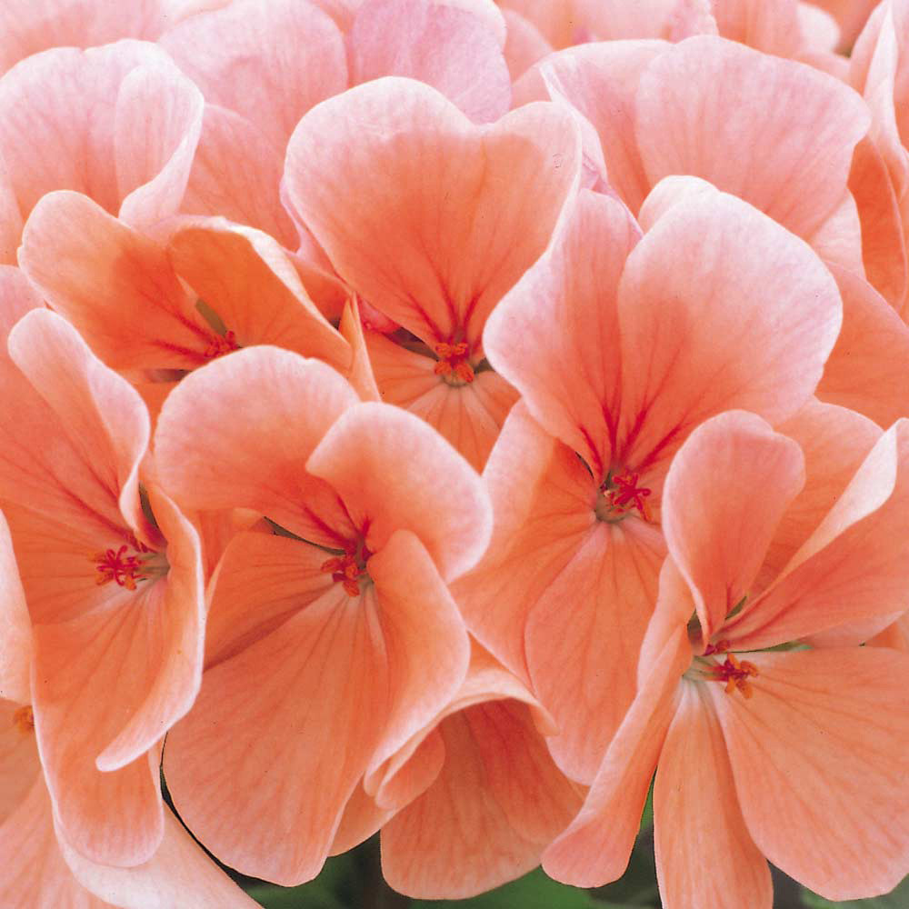 Geranium Century F1 Collection (Maxi Plugs) - J Parkers