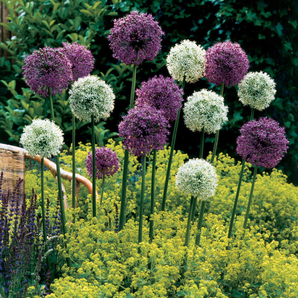 Giant Allium Bouquet Allium Giganteum Bulbs For Sale | Ashridge