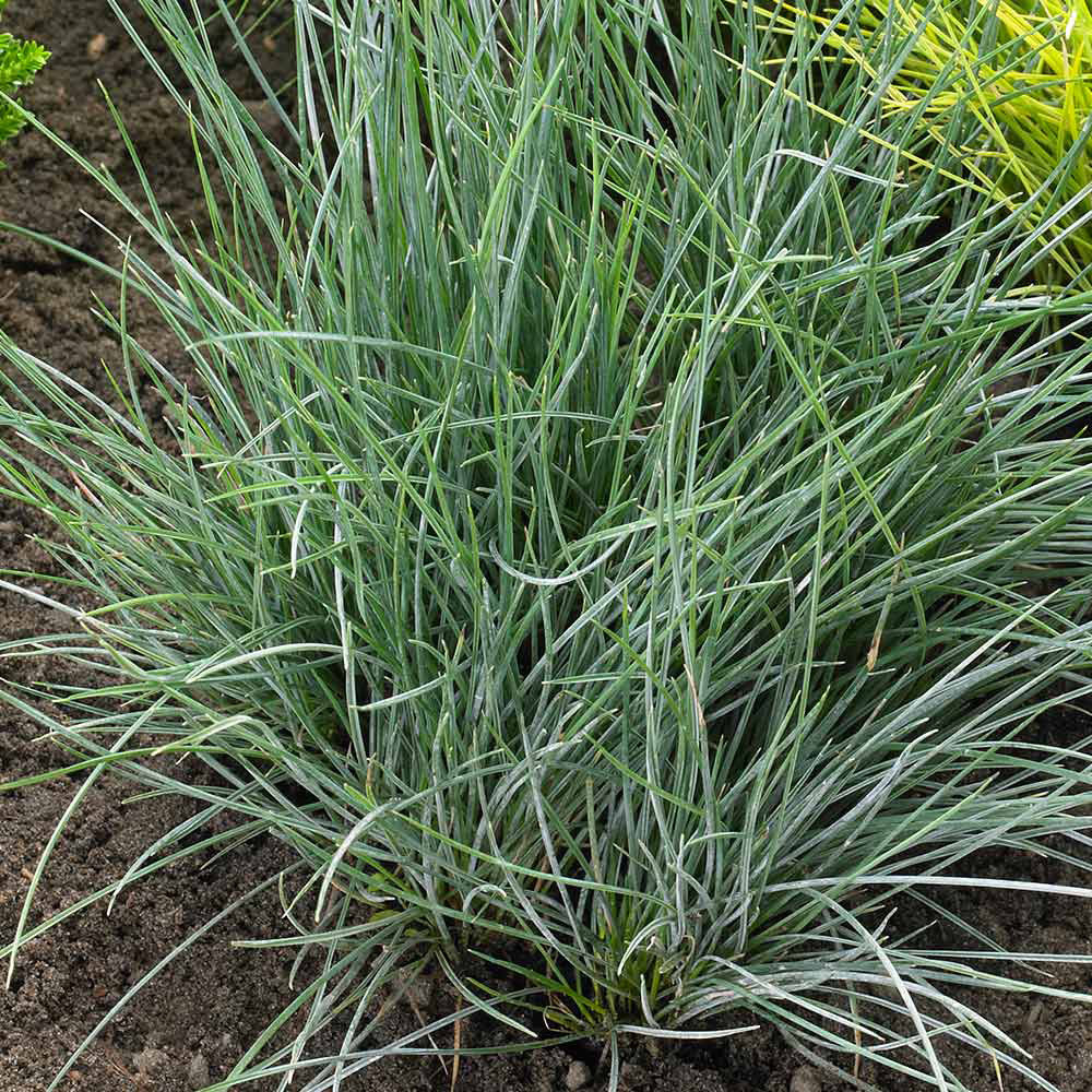 Shop Festuca (Fescues) Grass Collection | J. Parker's