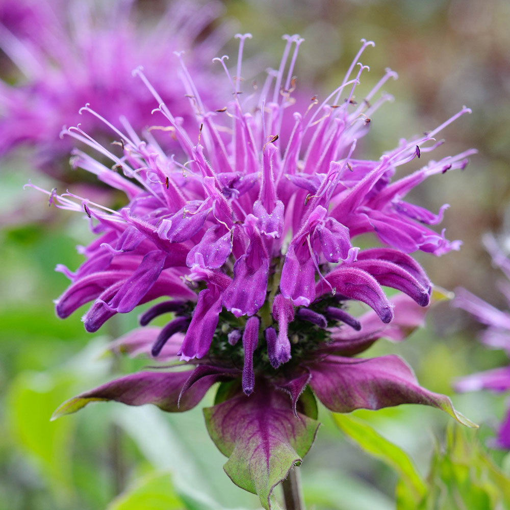 Shop Monarda Fragrant Collection from J. Parker's for Less
