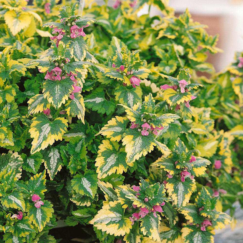 12 Lamium Collection - JParkers