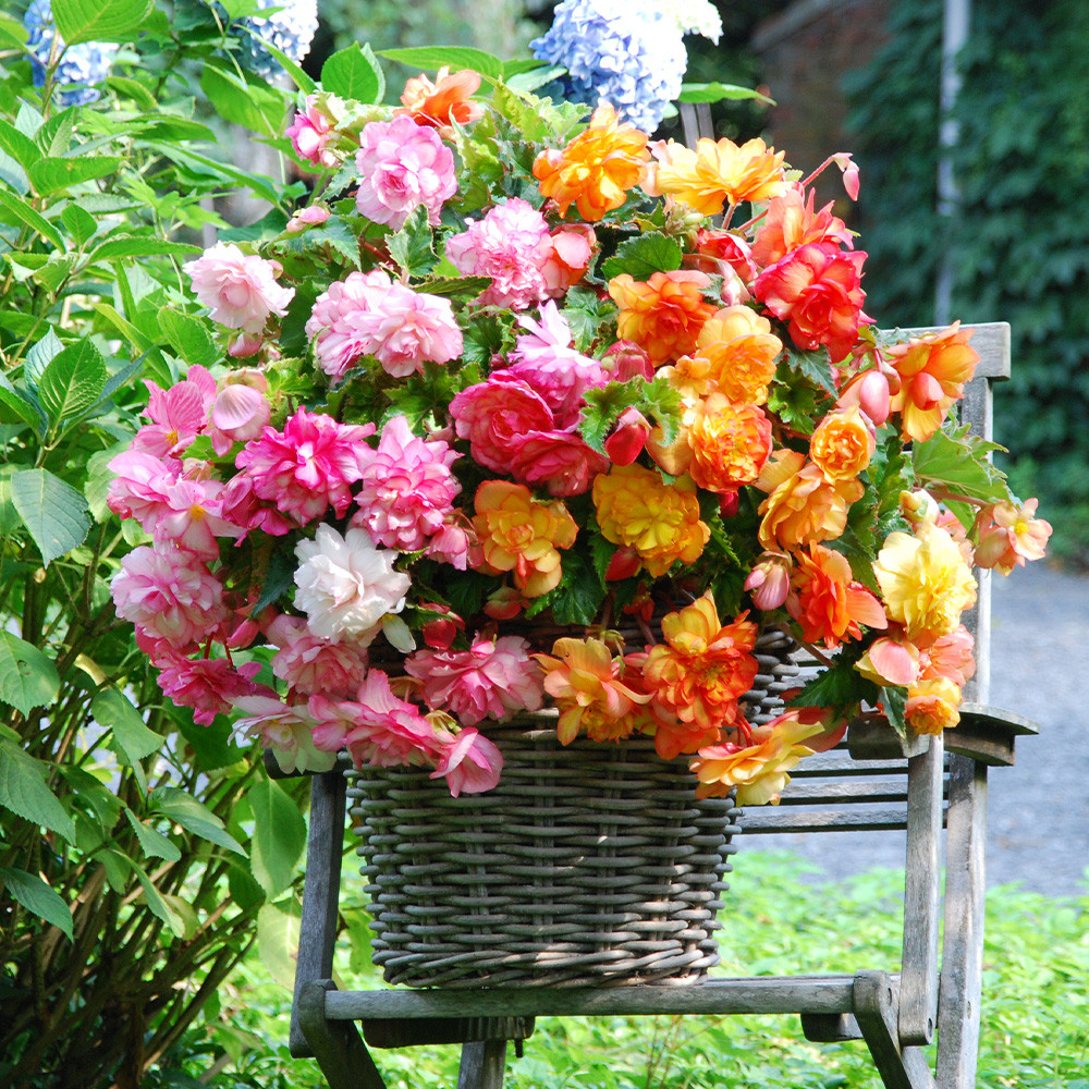 Begonia Balcony Collection - JParkers