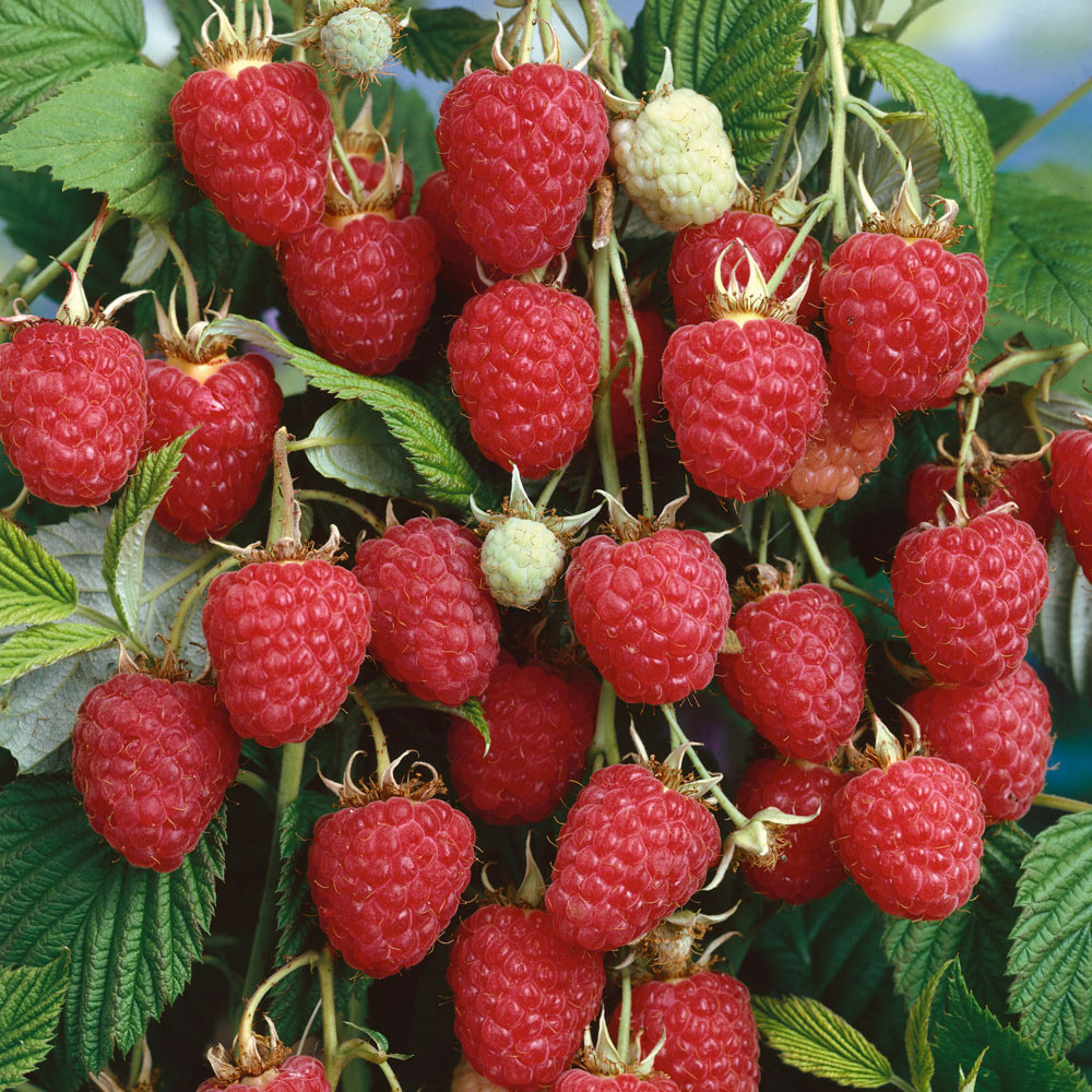 Shop All All Season Fruiting Raspberry Collection | J. Parker's