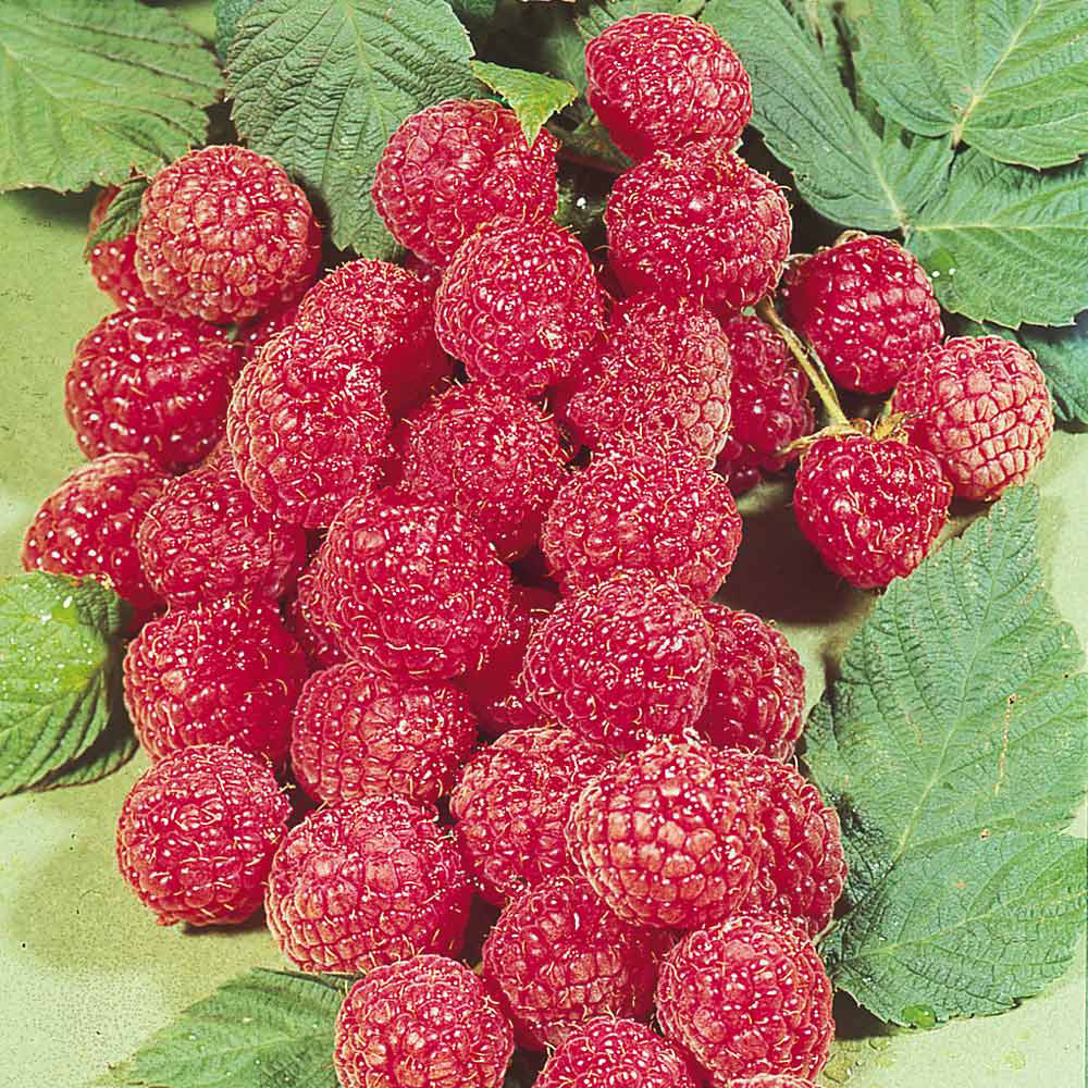 Shop All Season Fruiting Raspberry Collection B | J. Parker's