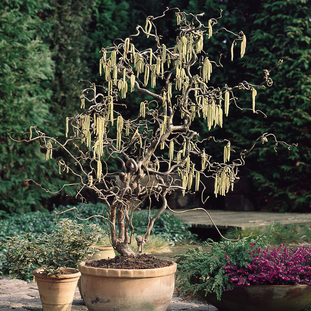 Corylus Collection - JParkers