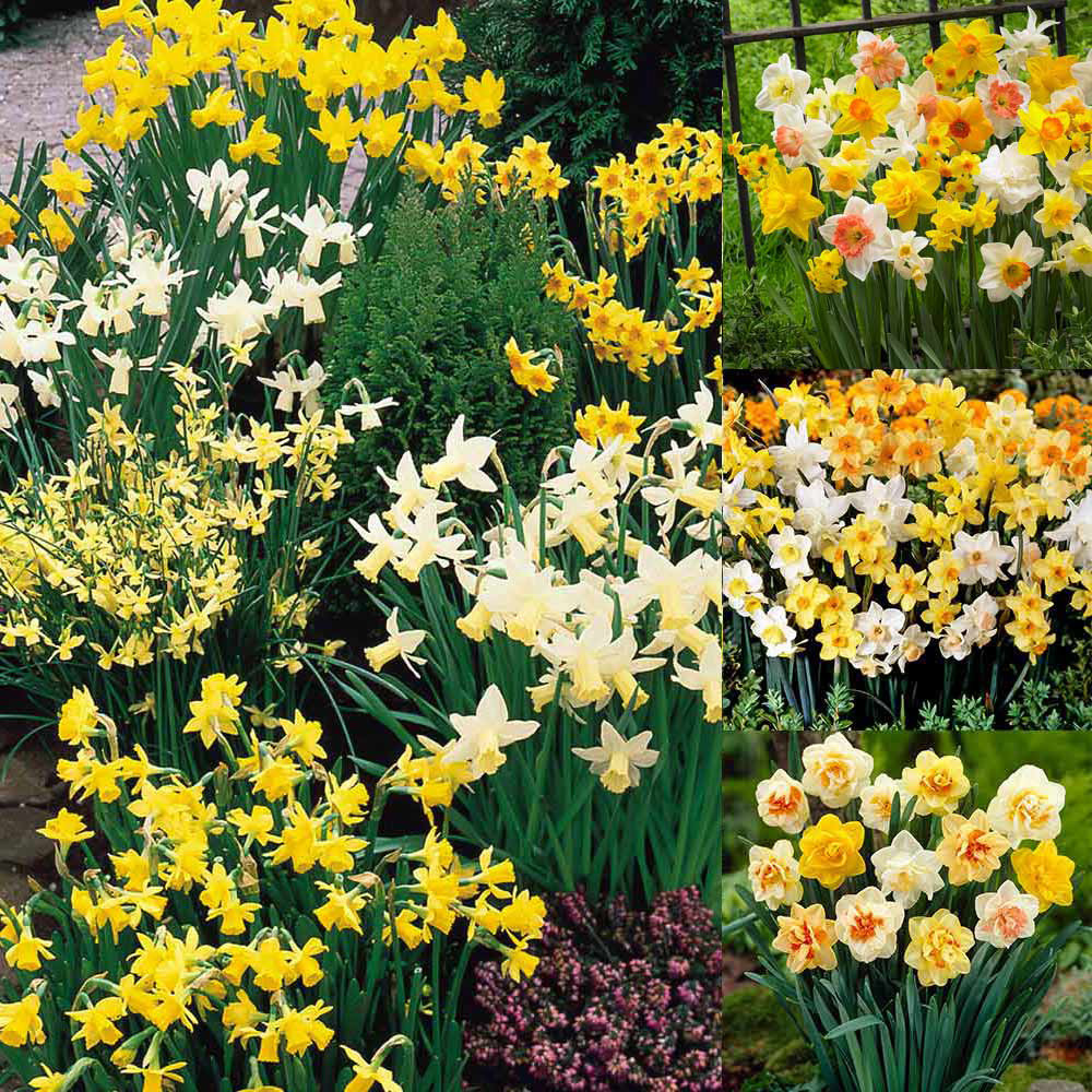 100 Daffodil Mixtures Collection - JParkers