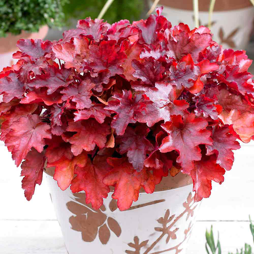 Heuchera Collection - JParkers