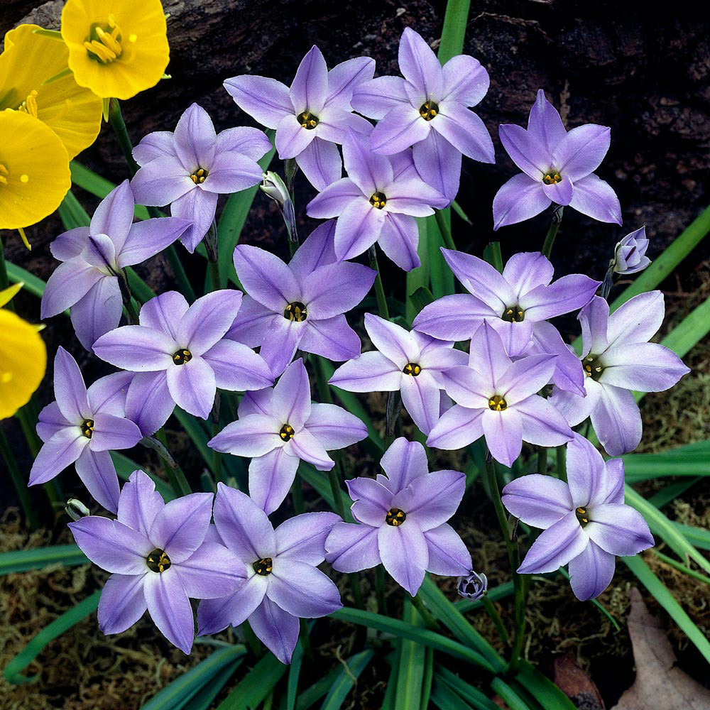 Shop Ipheion Uniflorum Collection | J. Parker's