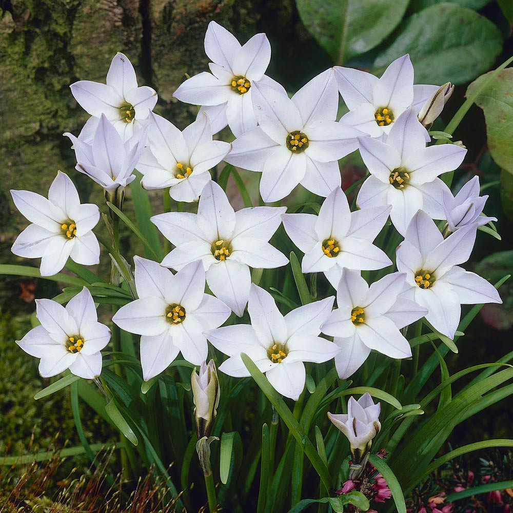 Shop Ipheion (Spring Starflower) Uniflorum Collection | J. Parker's ...