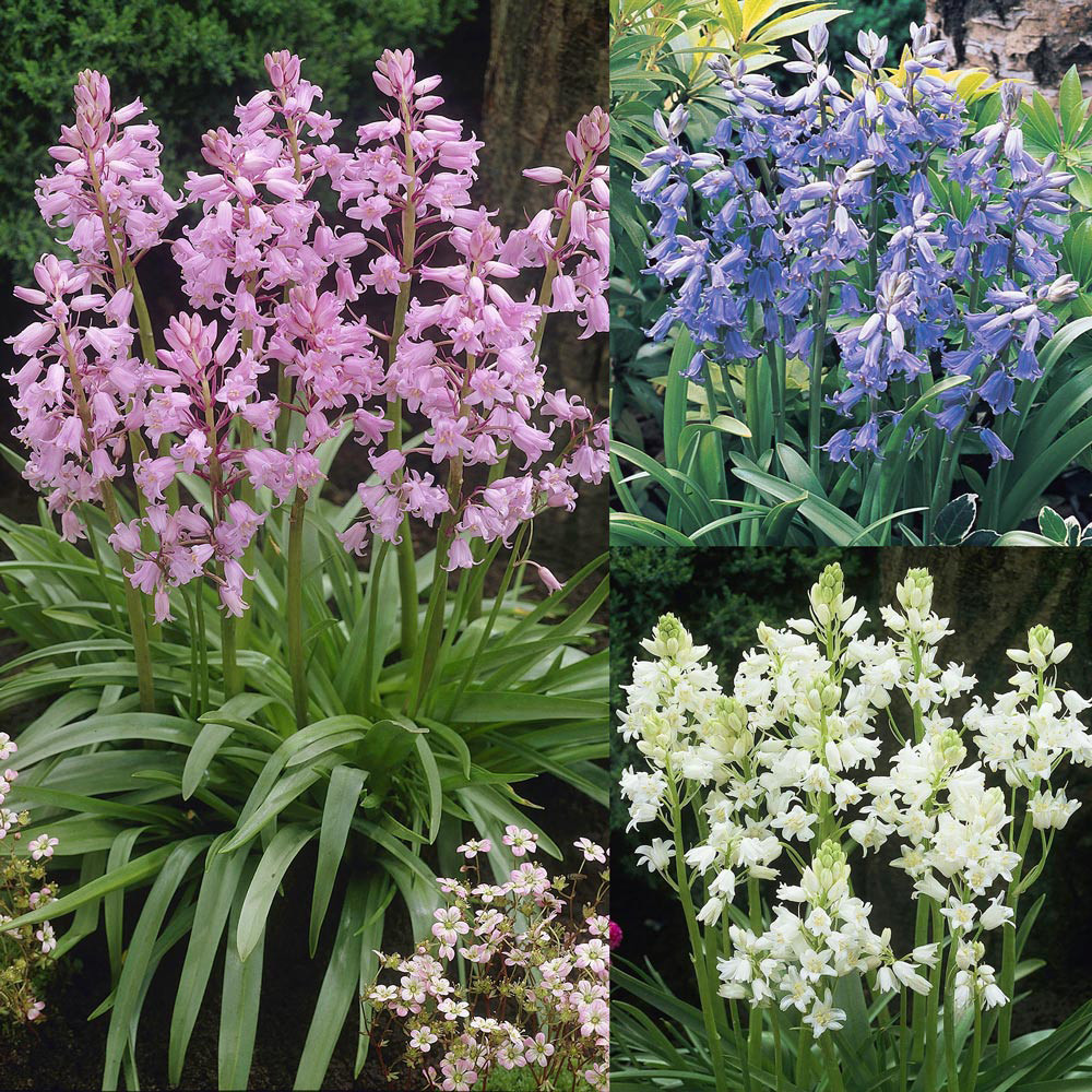 Scilla Hispanica Collection - JParkers