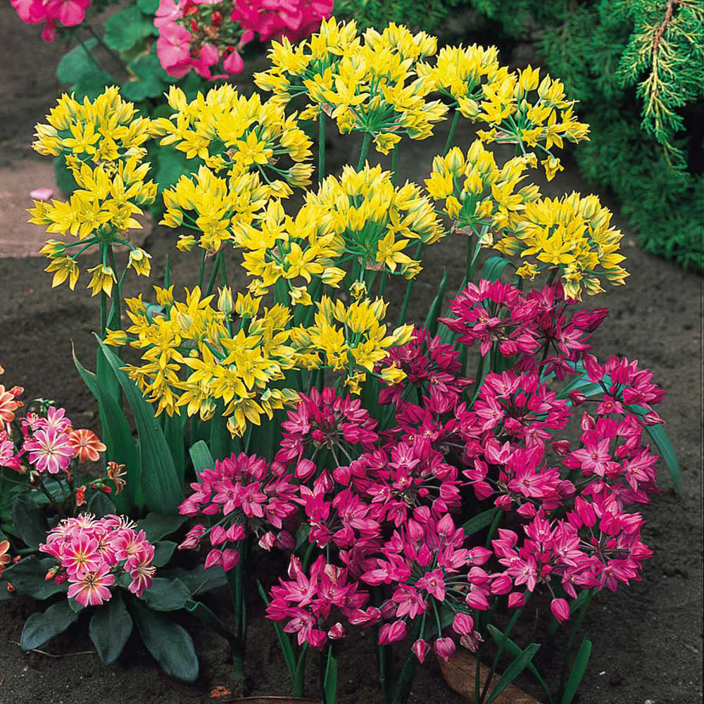 Buy Small Flowering Allium Collection at jparkers.co.uk
