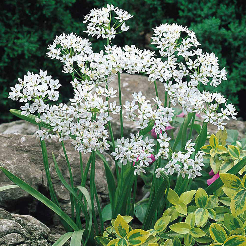 Buy Small Flowering Allium Collection at jparkers.co.uk