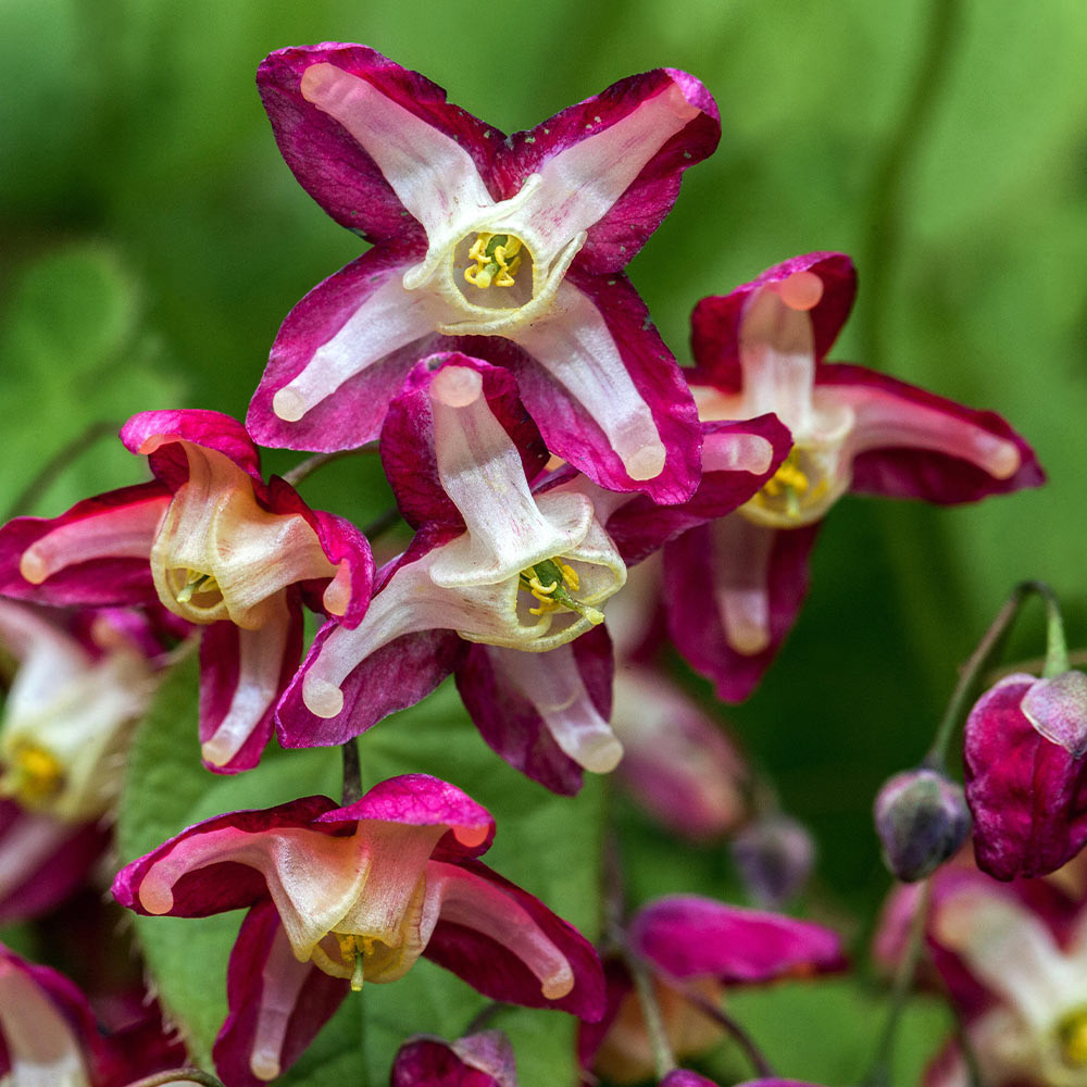 Epimedium Collection - JParkers