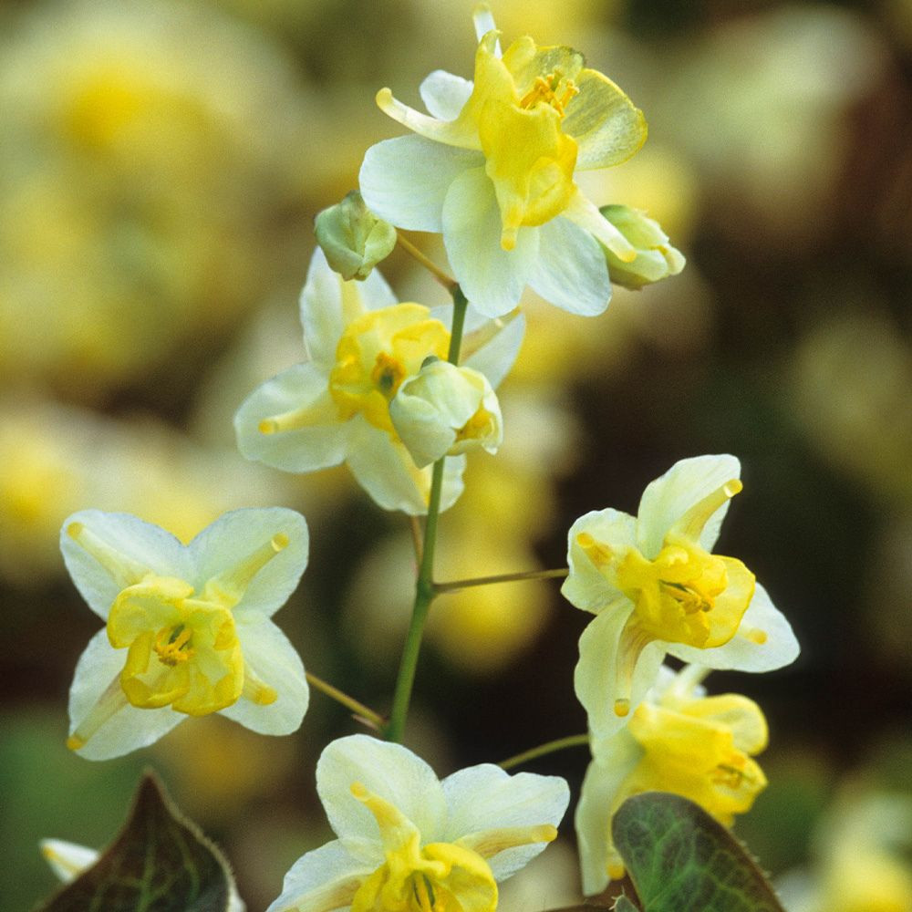 Epimedium Collection - JParkers
