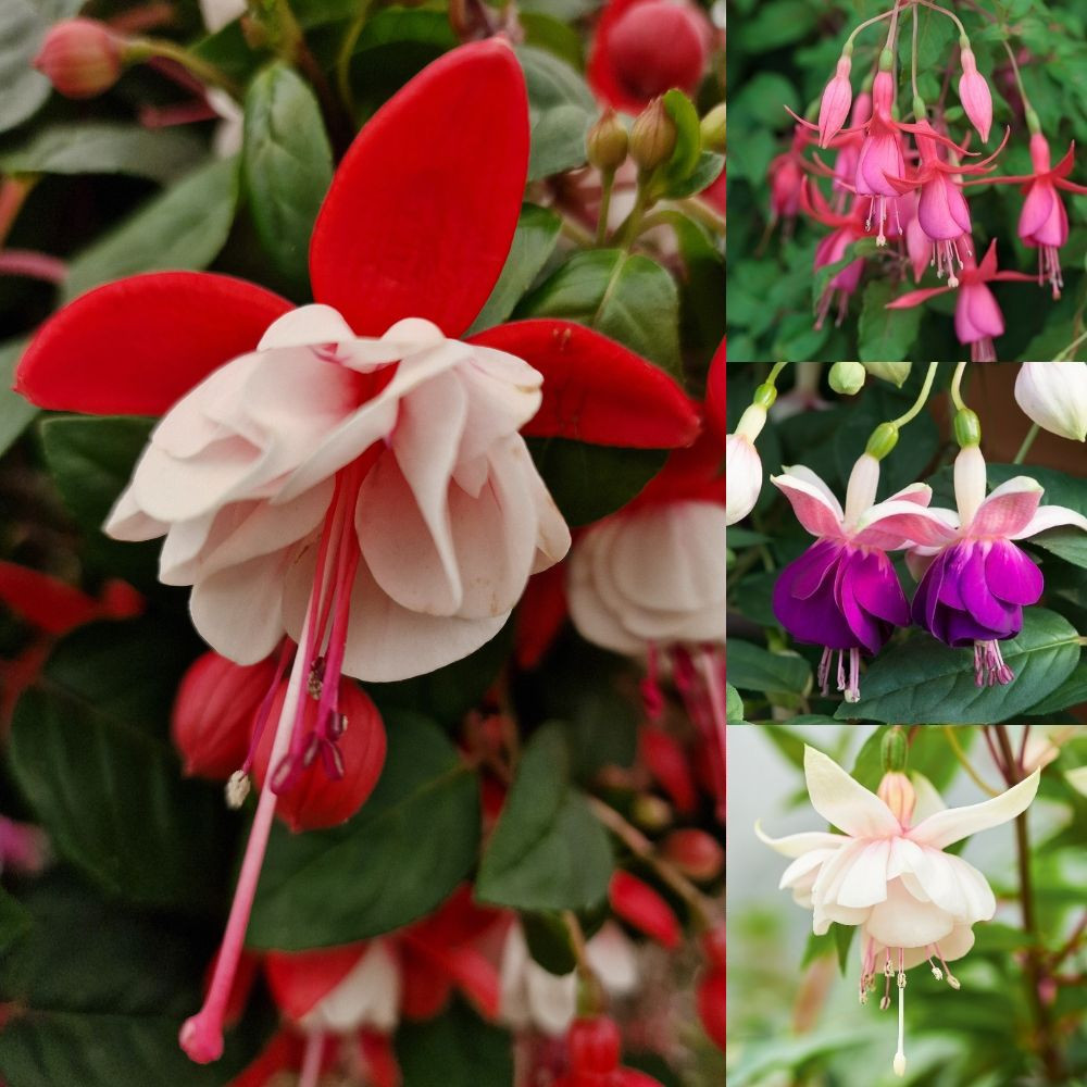 Unusual Award Winning Trailing Fuchsia Collection (Pack 24) - JParkers