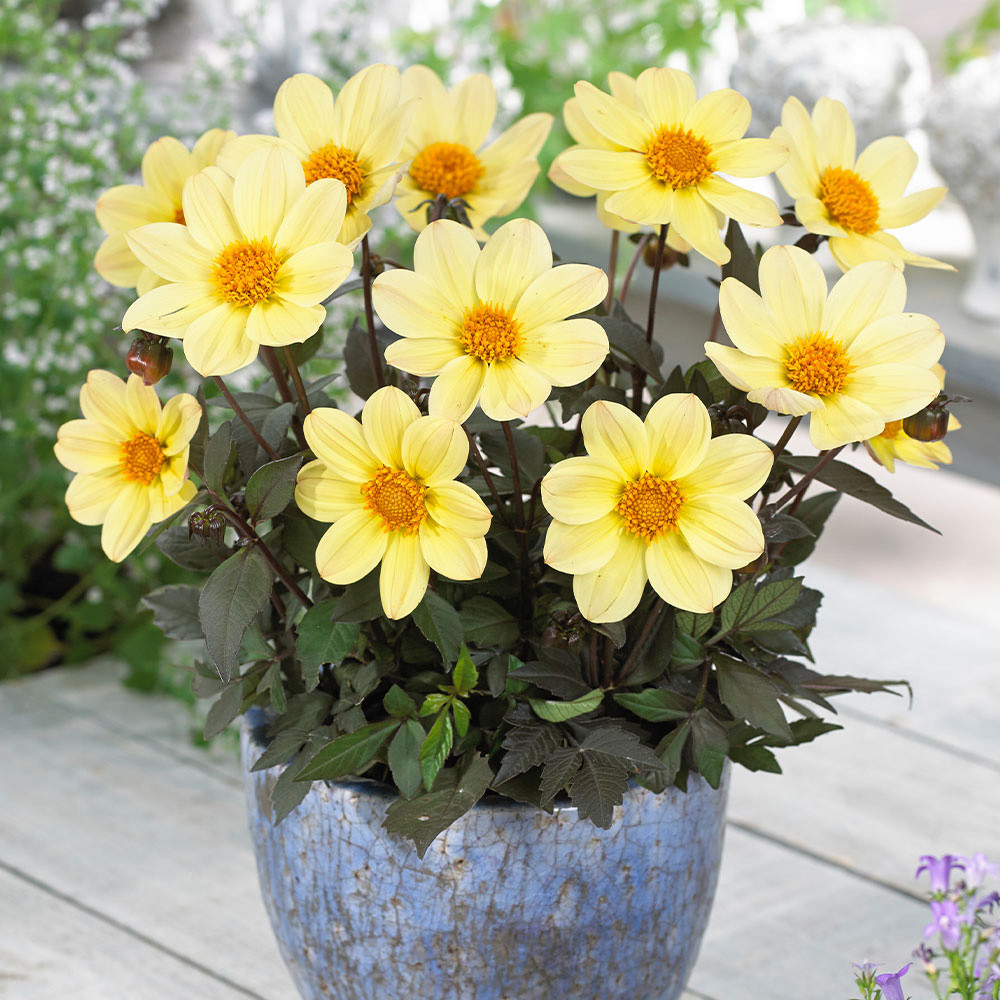 Dahlia Happy Days Collection (Pack 5/Pack 10) - JParkers