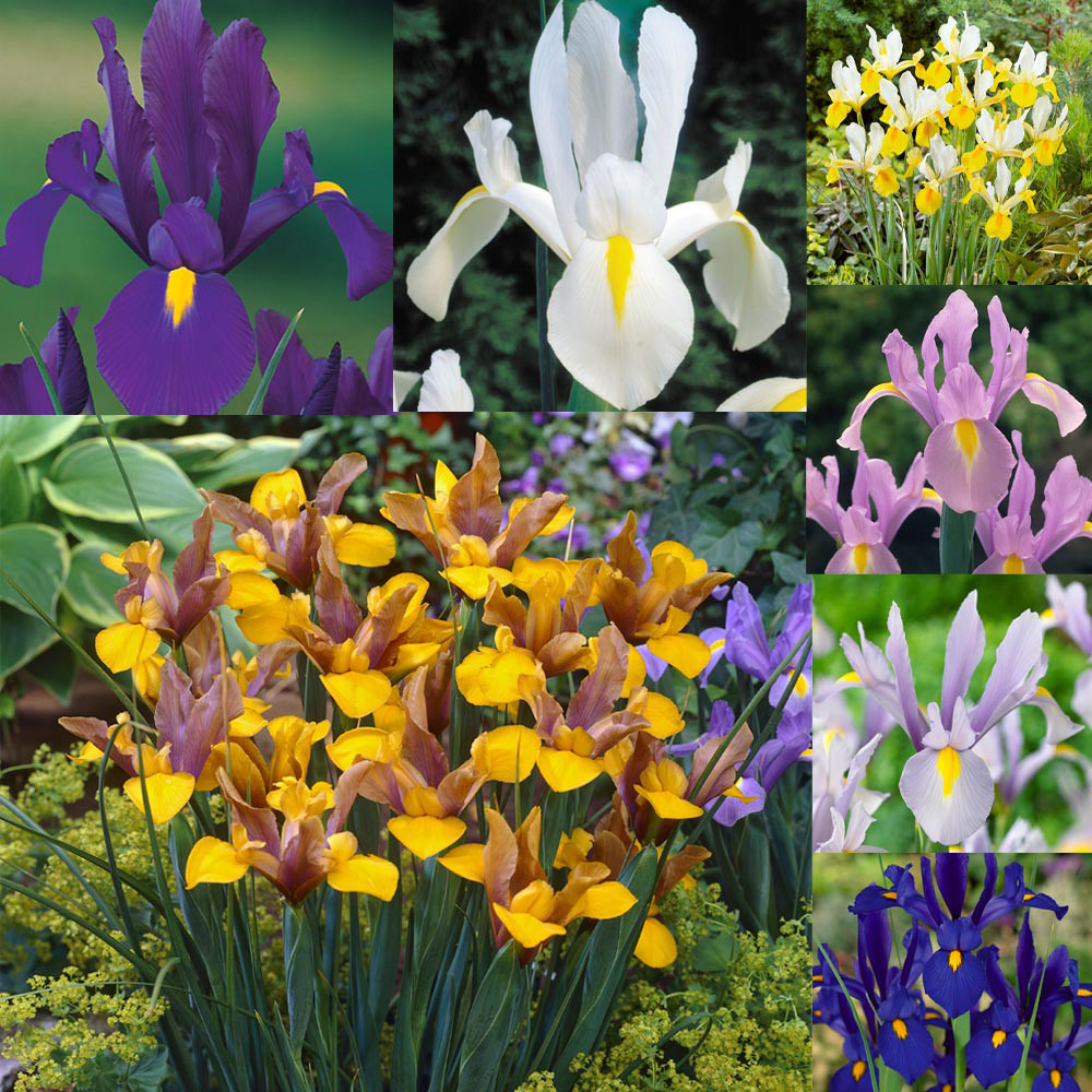 175 Dutch Iris Collection - JParkers