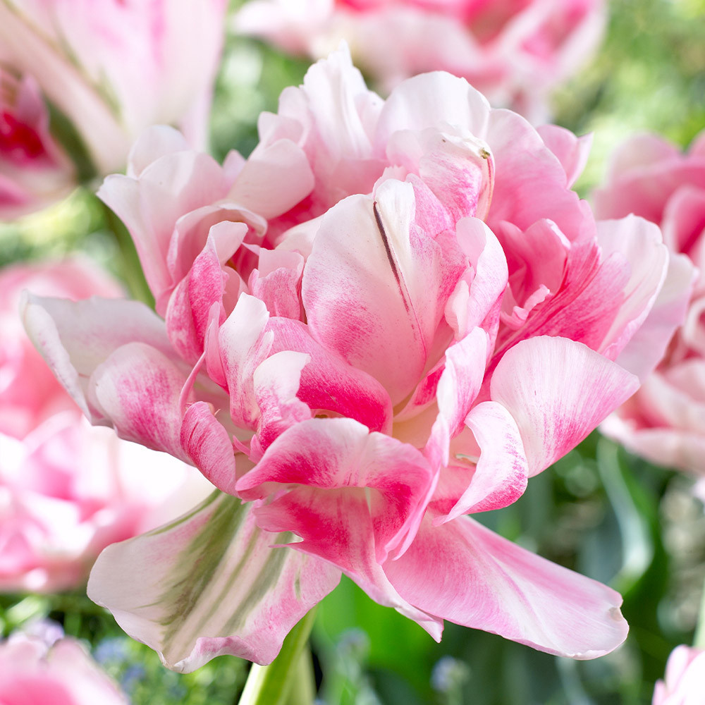 50 Tulip Double Late Collection - JParkers