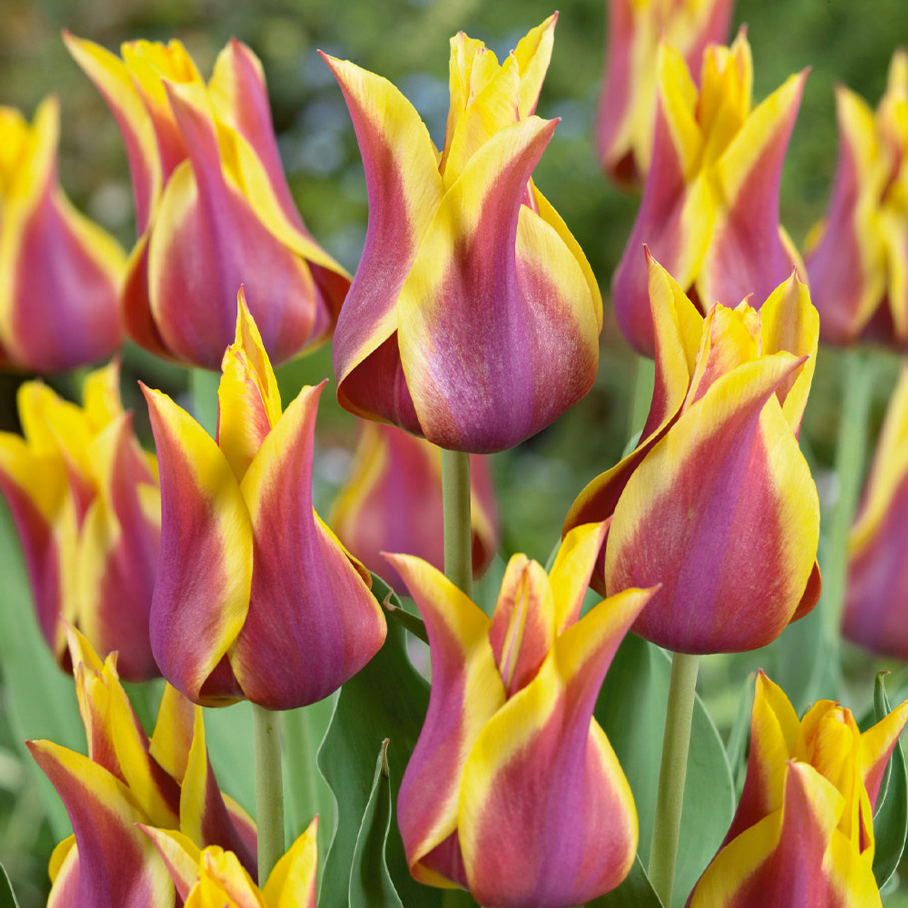 50 Lily Flower Bicolour Tulip Collection 11/12cm - JParkers 50 Lily Flower Bicolour Tulip Collection 11/12cm - JParkers