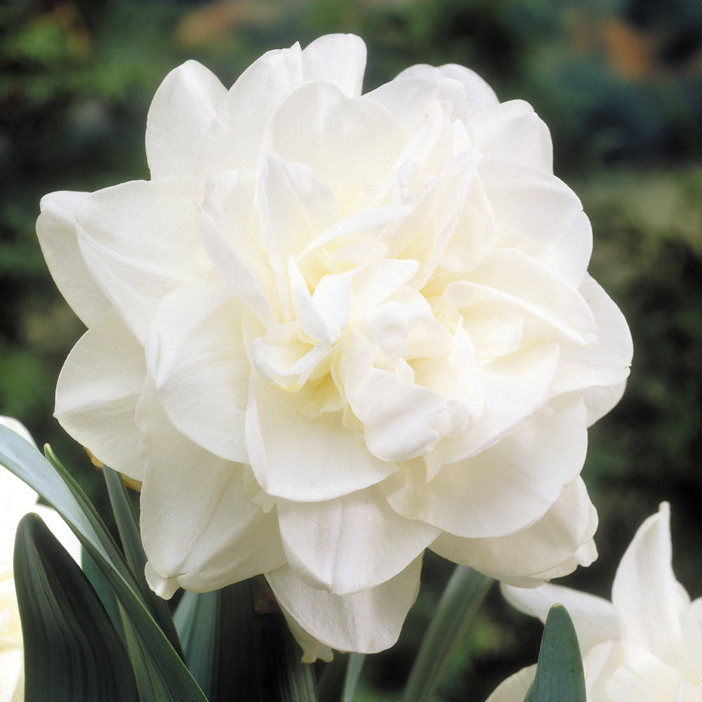 40 Rare Double Daffodil Collection - JParkers