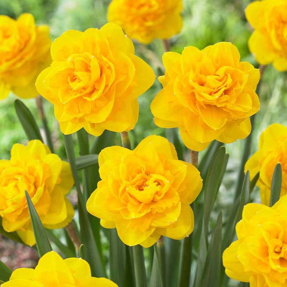 Rare Daffodils Top 10 Daffodils 2024 Choosing The Right Daffodil For