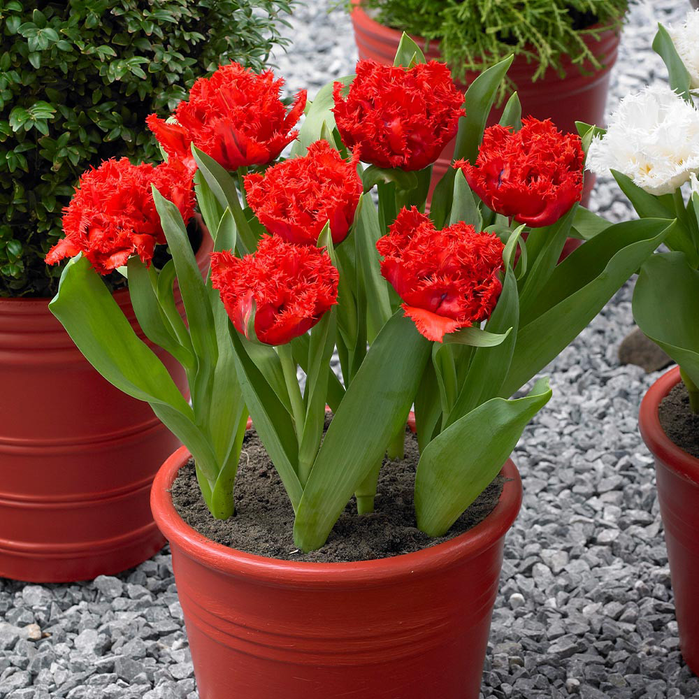 Buy Tulip Double Fringed Collection at jparkers.co.uk