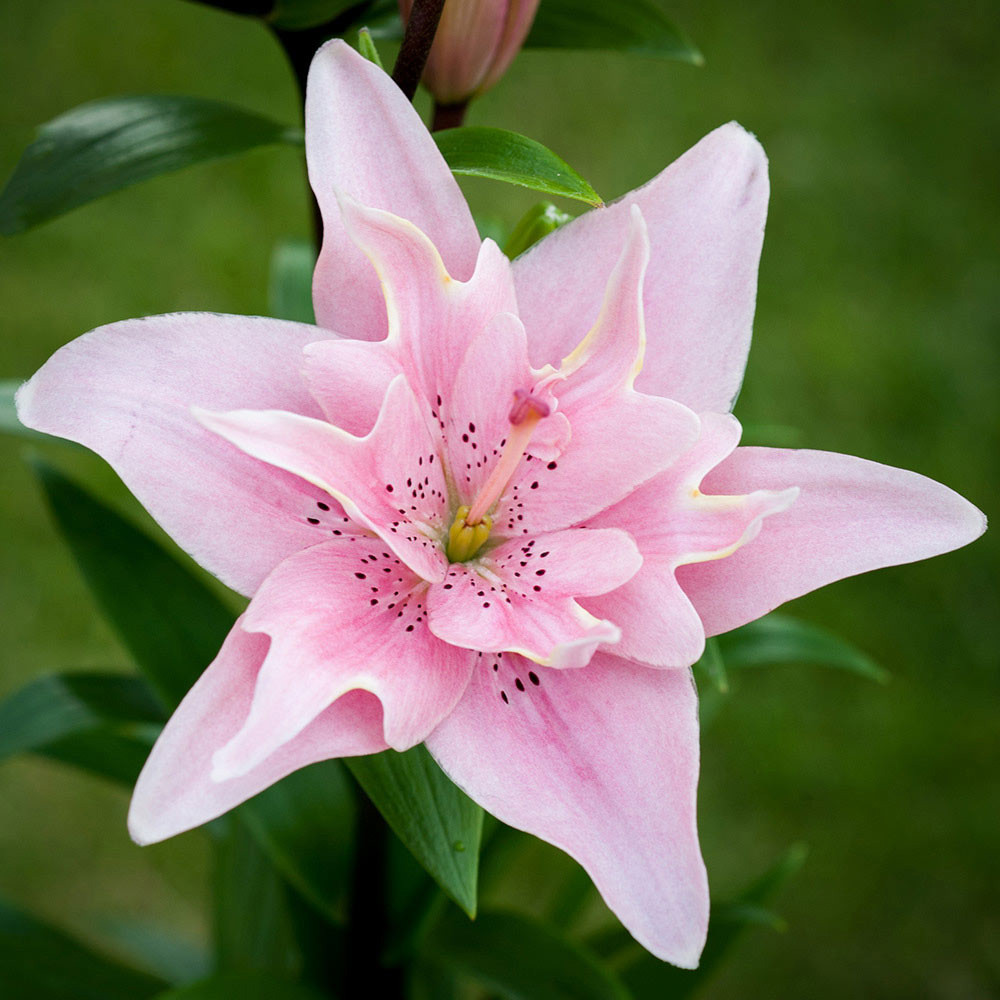 Double Asiatic Lily Collection - JParkers
