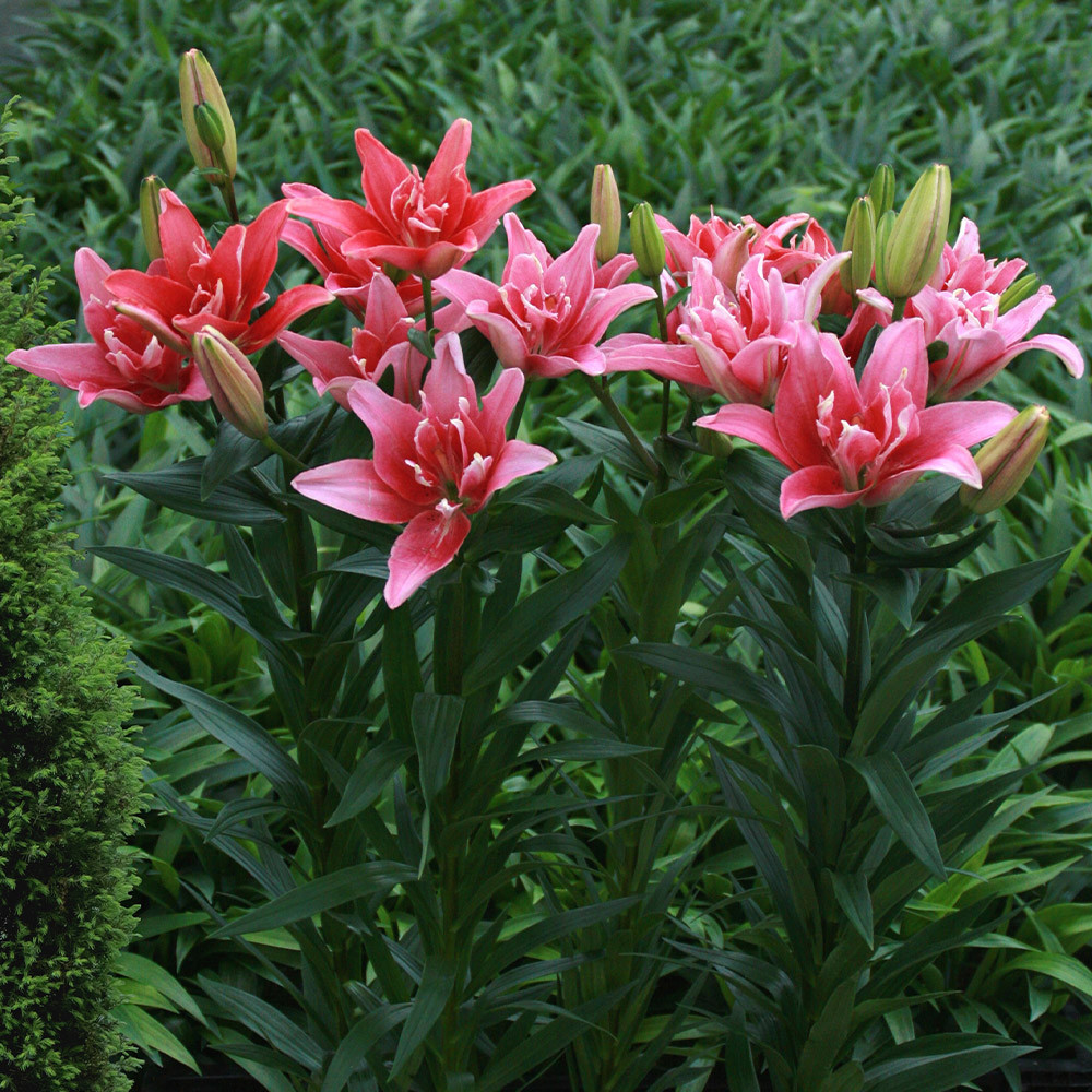 Double Asiatic Lily Collection - JParkers