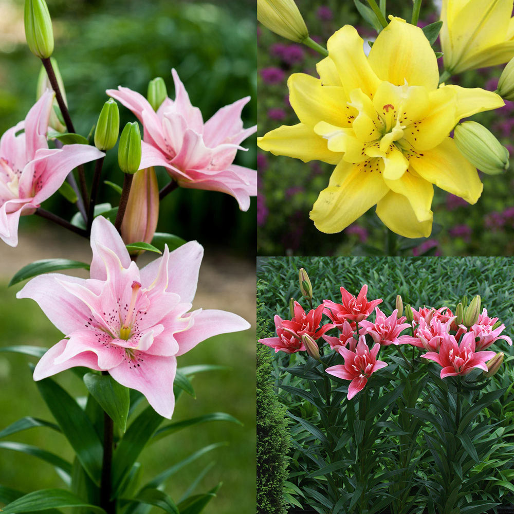 Double Asiatic Lily Collection - JParkers