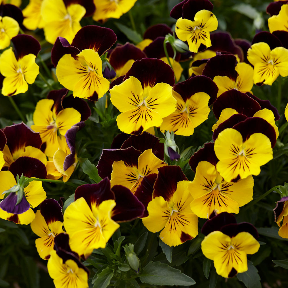 132 Trailing Pansy Cool Wave Collection - JParkers